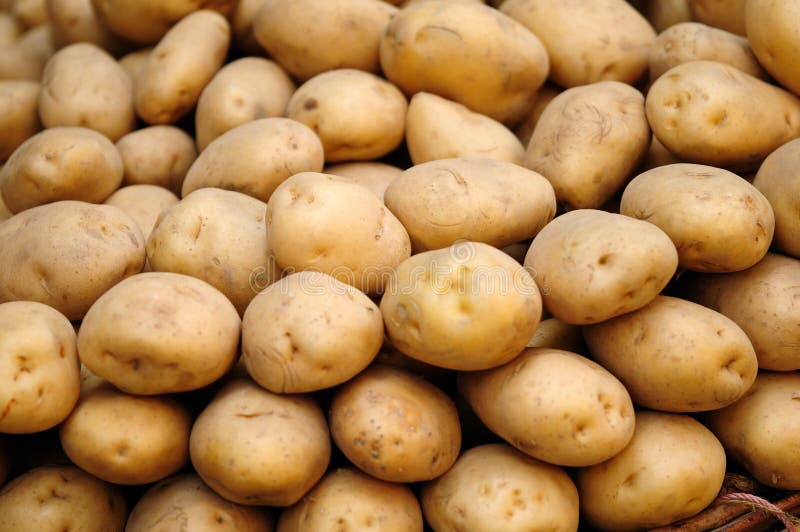 Fresh potatoes stock image. Image of autumn, diet, agriculture - 19166671