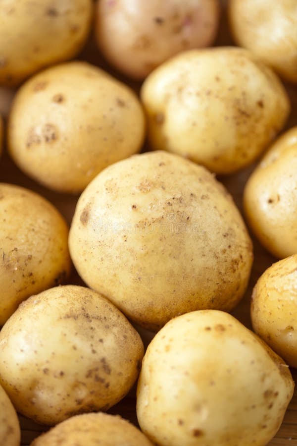 Fresh potatoes stock image. Image of praties, industry - 19329583