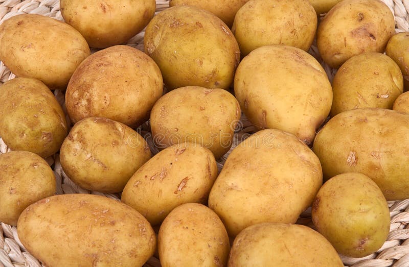 Fresh potatoes stock photo. Image of root, uncooked, potatoes - 20567888