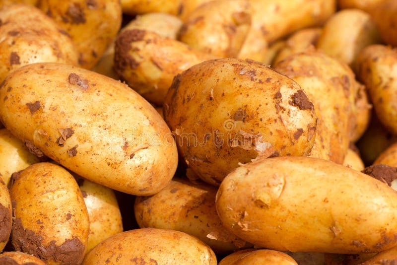 Fresh potatoes stock image. Image of health, spring, harvest - 22717363