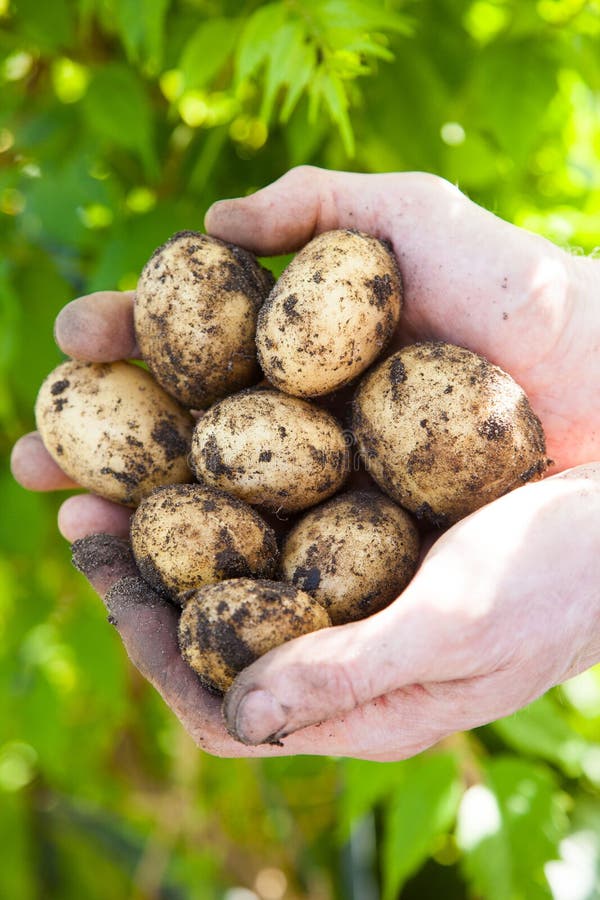Potatoes stock photo. Image of vegetables, cupped, hand - 11242480