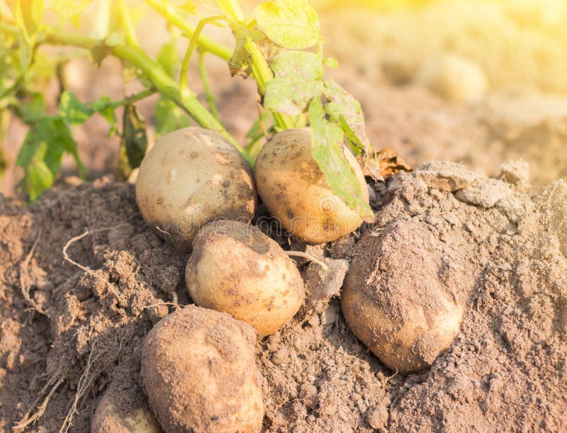 Fresh potatoes stock image. Image of harvesting, nature - 67356189