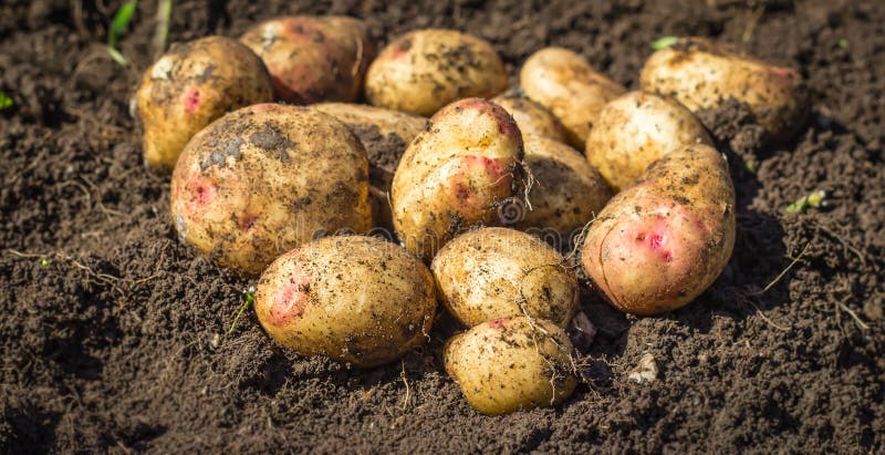 Fresh Potatoes in the Ground Stock Photo - Image of earth, agriculture ...