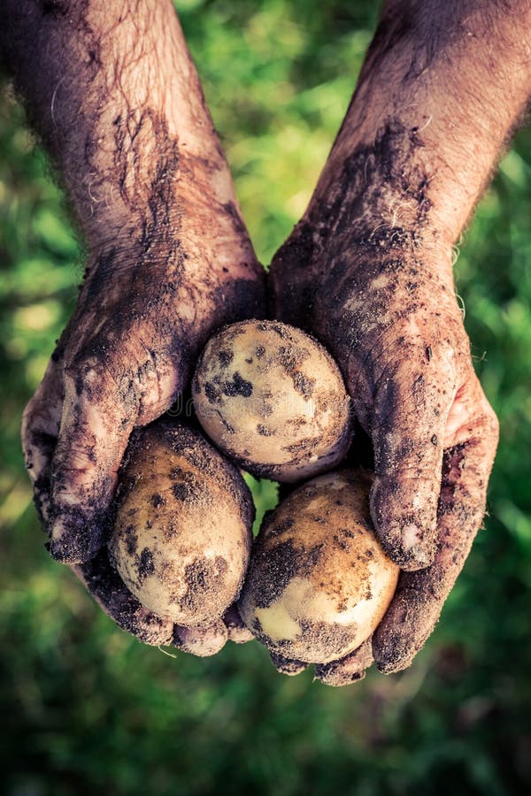 Fresh Potatoes On Farmers Hands Stock Image - Image of plant, nature ...