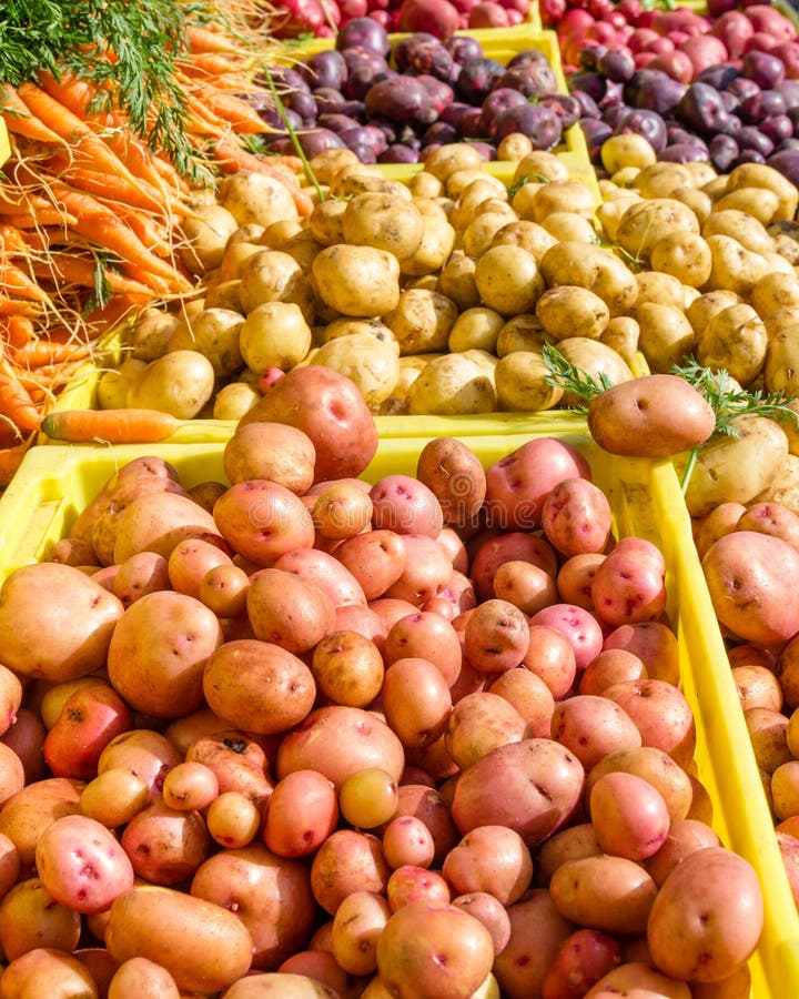 Fresh Potatoes at the Market Stock Photo - Image of harvested, root ...