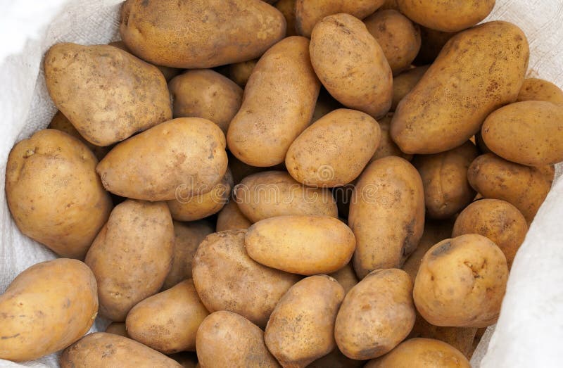 Fresh Potatoes in a Package. Top View Stock Photo - Image of organic ...