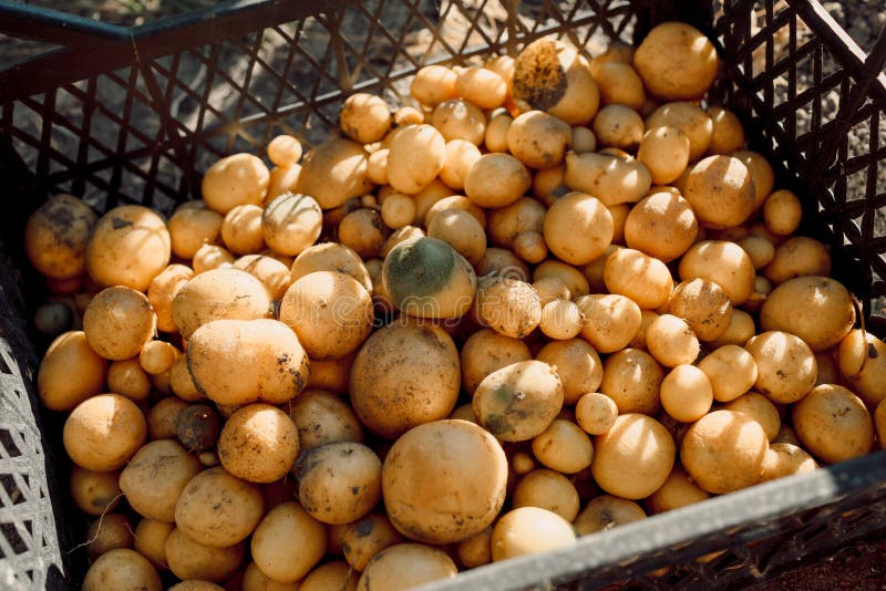 Fresh Potatoes in Plastic Box on Farm Field Stock Photo - Image of food ...