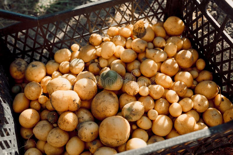 Fresh Potatoes in Plastic Box on Field Stock Photo - Image of vegan ...