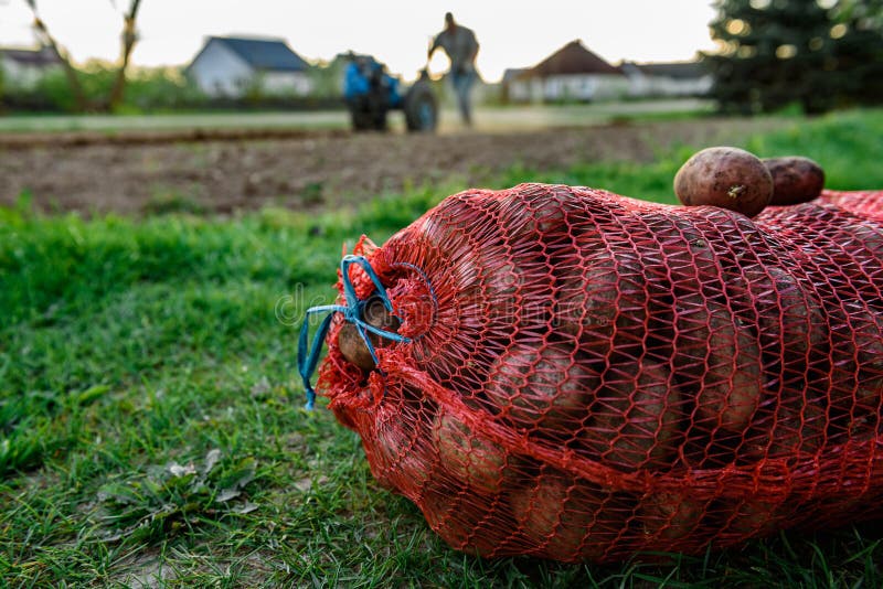 Fresh Potatoes in a Red Bag in the Field for Spring Planting. Stock ...