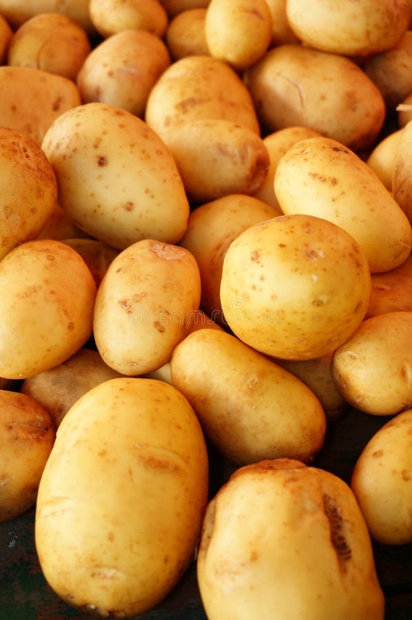Fresh potatoes stock photo. Image of sale, food, fresh - 31923768