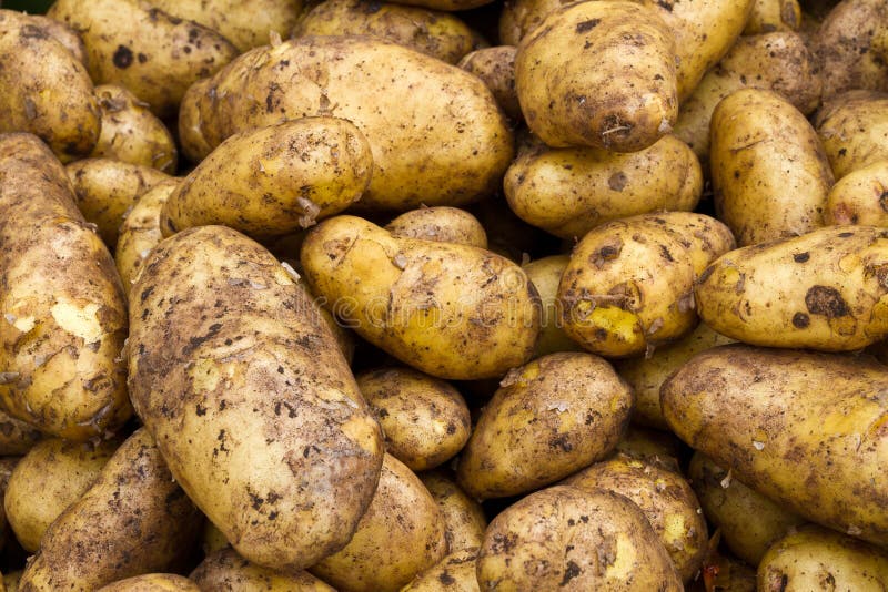 Fresh potatos stock image. Image of farm, greengrocer - 45352129
