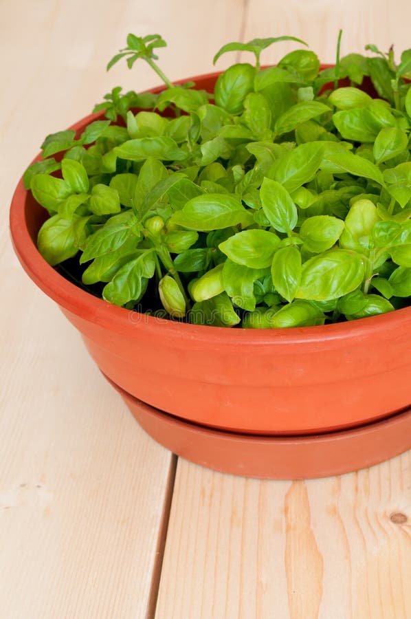 Fresh Potted Basil stock image. Image of spice, outside - 21418947