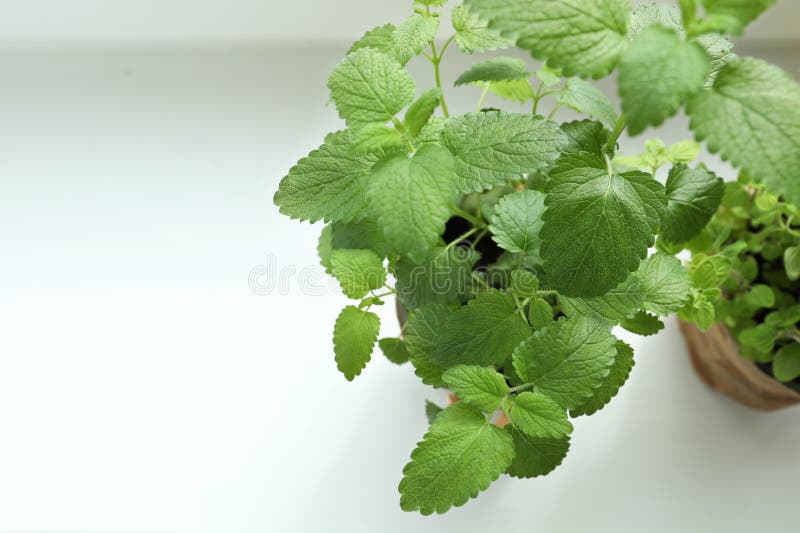 Fresh Potted Melissa on Windowsill. Above View. Space for Text Stock ...