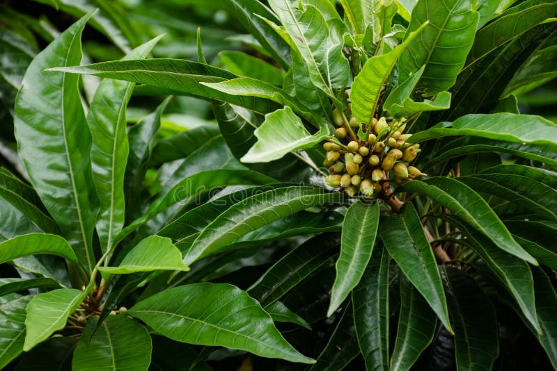 Fresh Pouteria stock image. Image of fresh, kunth, orange - 81337219