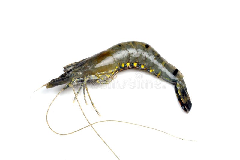 Prawn Fish Isolated on White Stock Image - Image of dinner, delicious ...