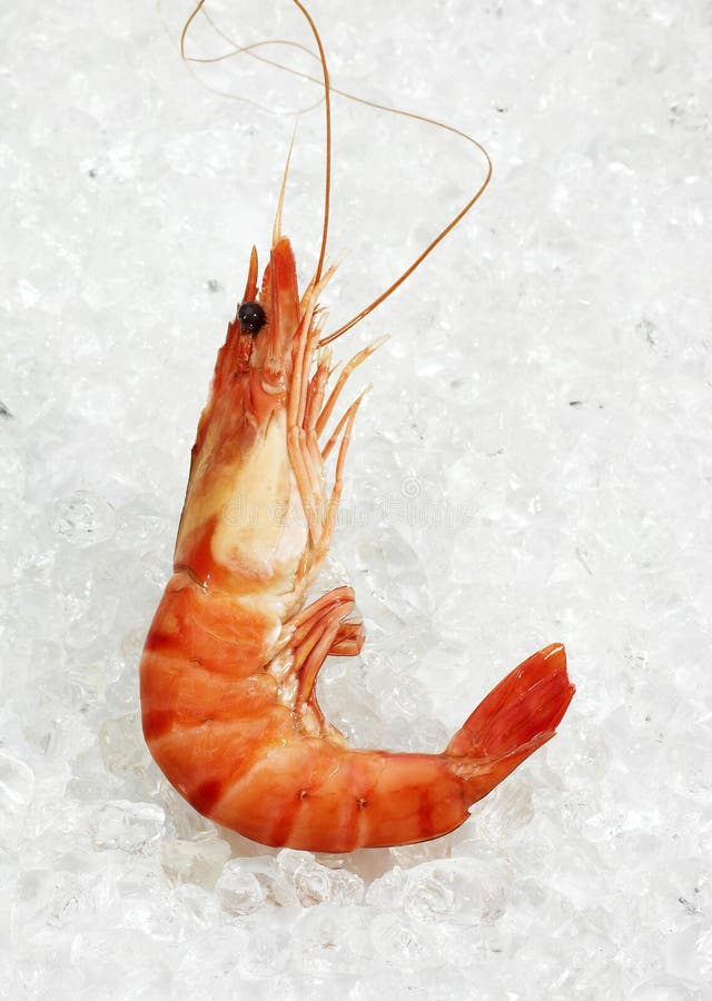 FRESH PRAWN on ICE stock photo. Image of animal, common - 194414550