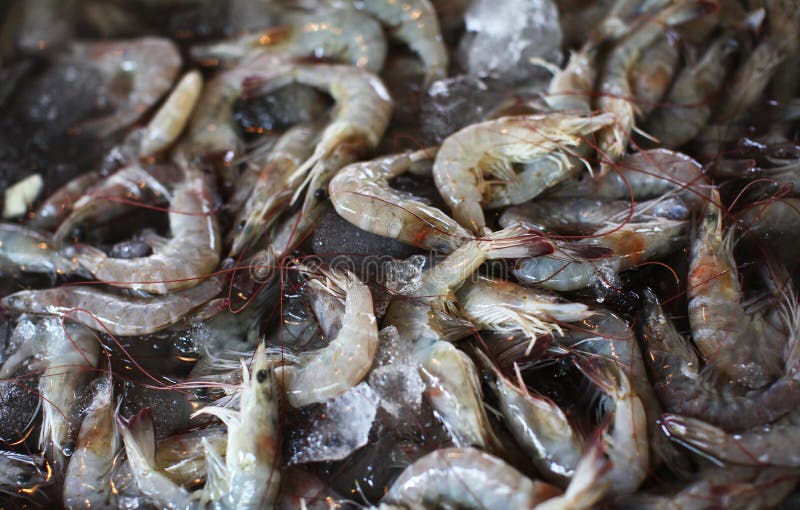 Fresh Prawn on Ice in the Seafood Market Stock Image - Image of farming ...