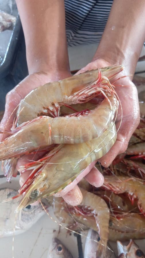 Fresh Prawn Ready To Cook and Served Stock Photo - Image of fresh ...