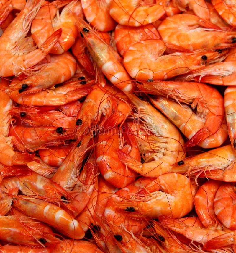 Fresh prawns stock image. Image of food, group, seafood - 16791131