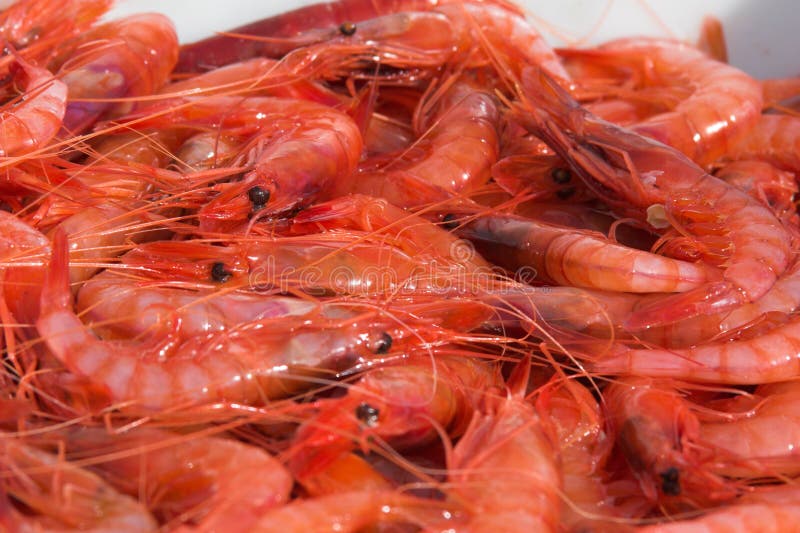 Fresh prawns stock photo. Image of food, healthy, nourishing - 985734