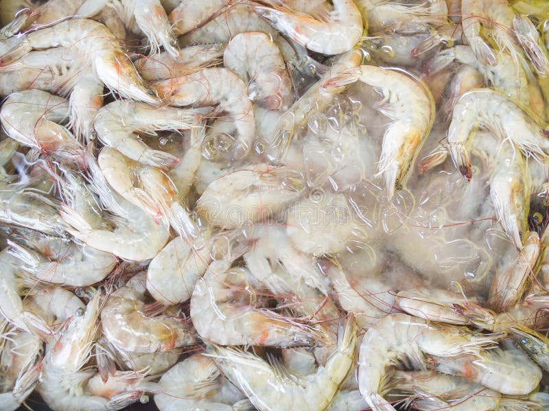 Fresh prawns for cooking stock photo. Image of fishing - 148061892