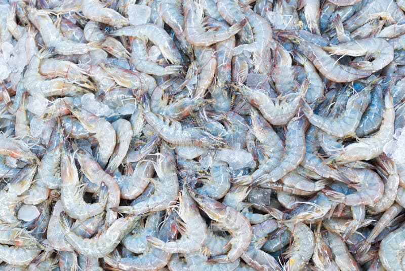 Fresh Prawns at Fish Market in Chonburi, Thailand Stock Image - Image ...