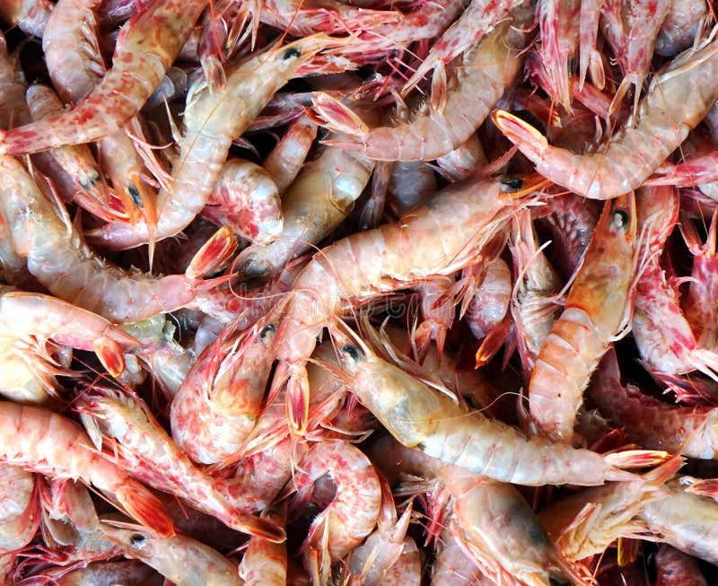 Fresh Prawns at the Fish Market Stock Photo - Image of decapod, shrimps ...