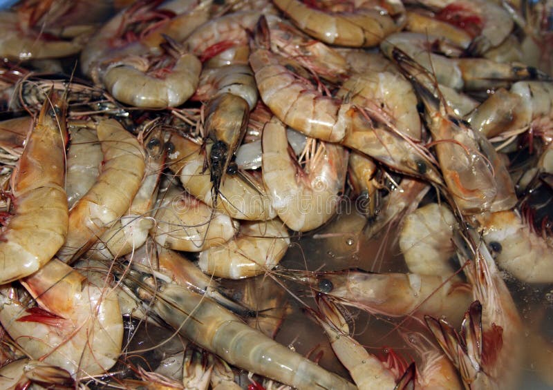 Fresh Prawns on a Fish Market in India, Goa Stock Photo - Image of asia ...