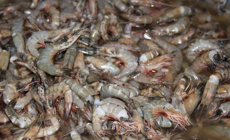 Fresh Prawns on a Fish Market in India, Goa Stock Photo - Image of food ...