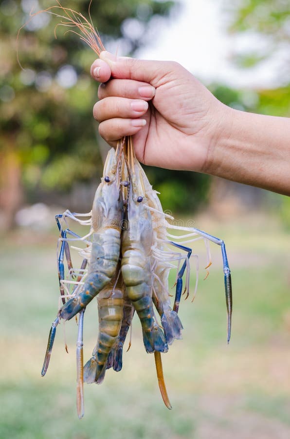 Fresh prawns stock image. Image of ingredient, lunch - 40044183