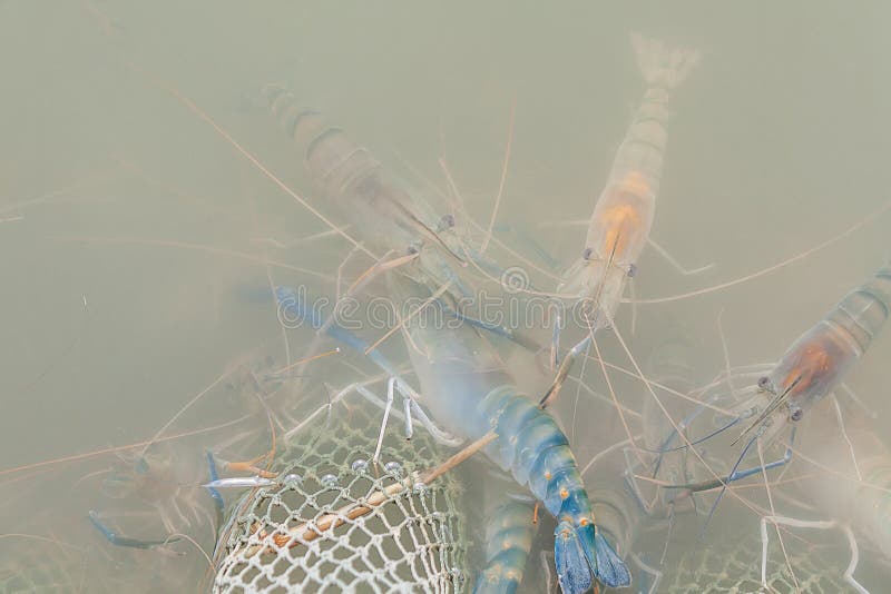 Fresh prawns in water stock image. Image of prawns, healthy - 111757647