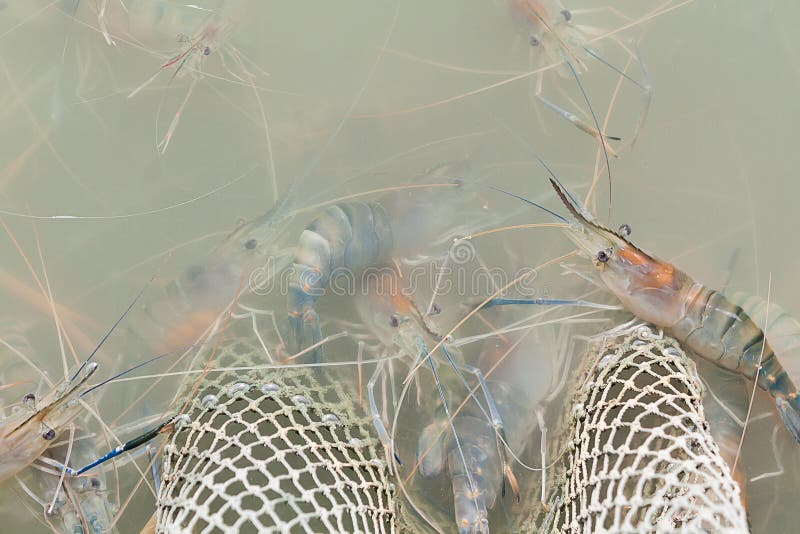 Fresh prawns in water stock image. Image of water, thailand - 111757853