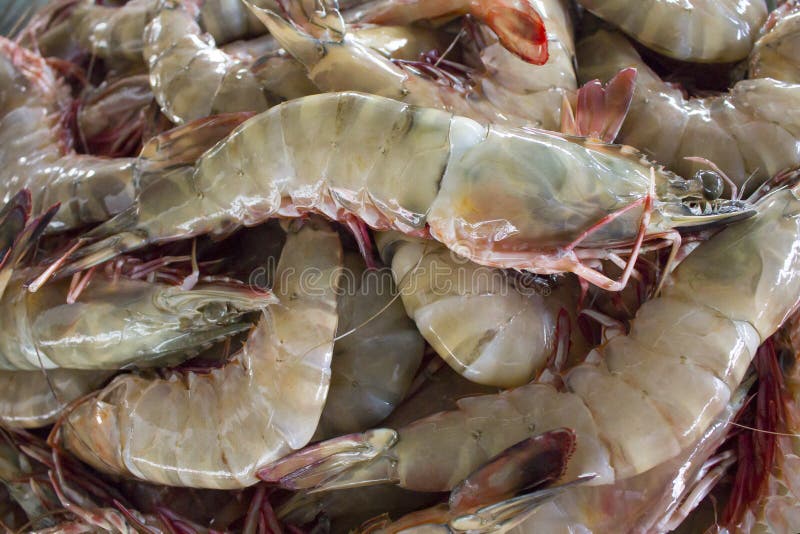 Fresh Prawns (Shrimps) stock image. Image of white, crawdad - 40744653