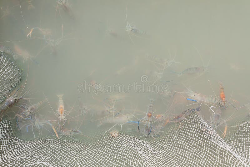 Fresh prawns in water stock image. Image of prawn, white - 111757227