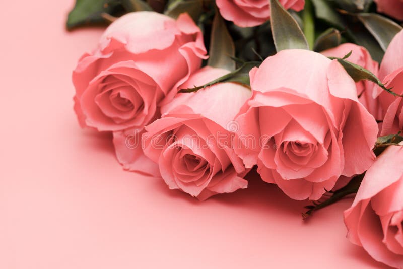 Fresh Pretty Pink Rose on a Pink Backgrpund Stock Photo - Image of card ...