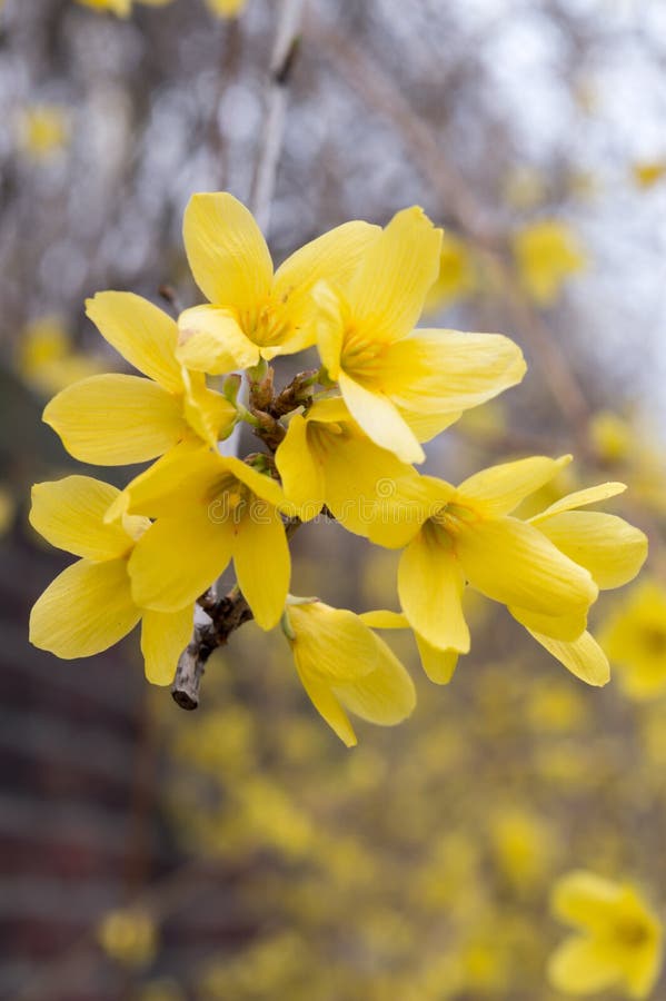 The Fresh and Pretty Yellow Flowers in the Early Spring Stock Image ...