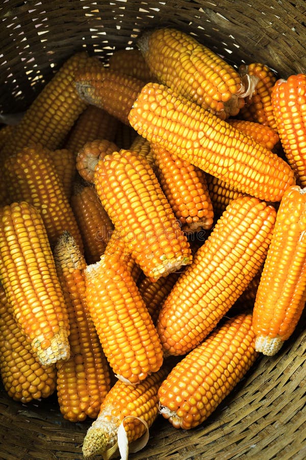 Fresh Process Harvest Dried Corn with Bamboo Basket Stock Photo - Image ...