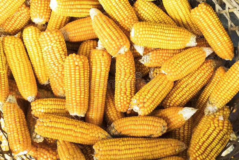 Fresh Process Harvest Dried Corn Stock Image - Image of nature, fossil ...