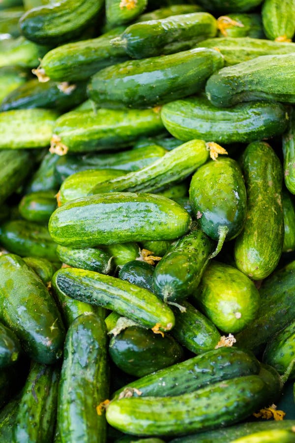 Fresh produce stock image. Image of fresh, veggie, cucumber - 32275629