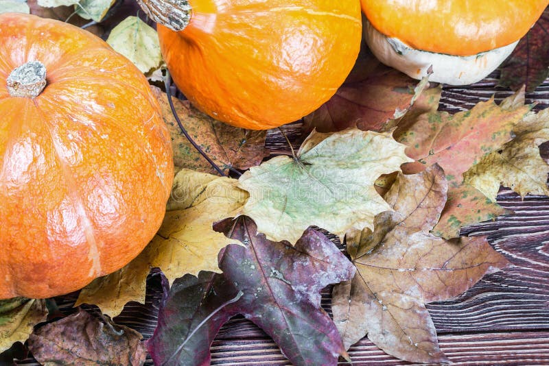 Fresh Produce Pumpkins for Halloween Stock Image - Image of color ...