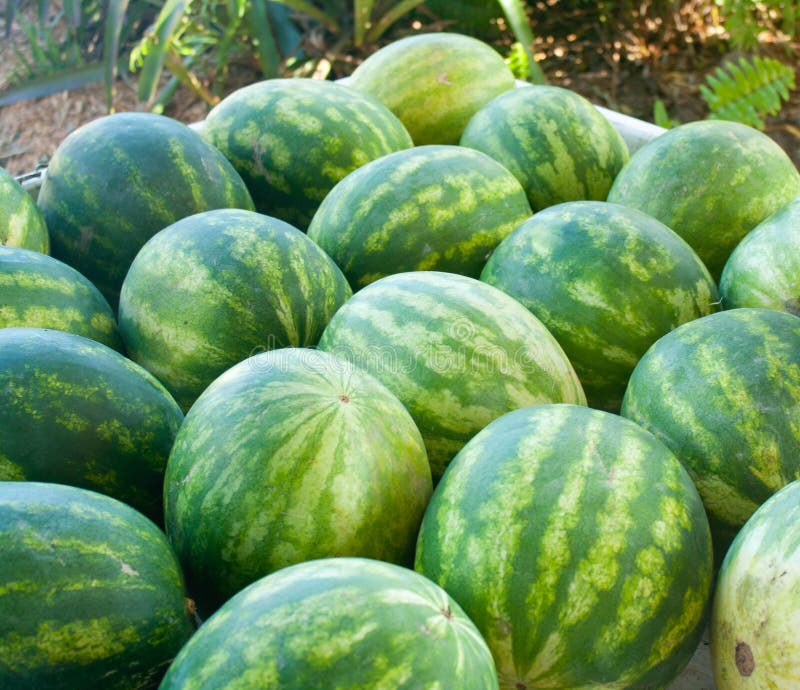 Fresh Produce Watermelon stock image. Image of sweet - 35437599