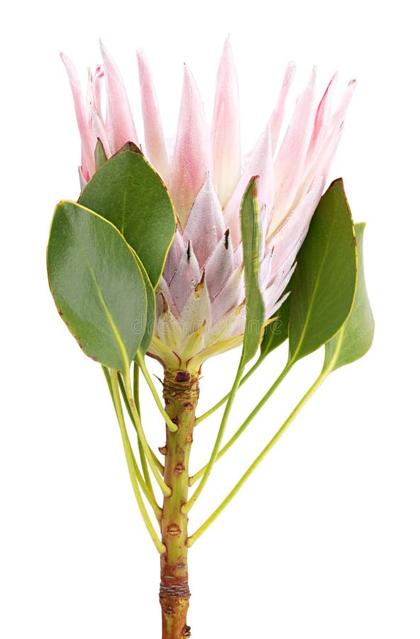 Fresh Protea Flower Isolated on White Background Stock Image - Image of ...