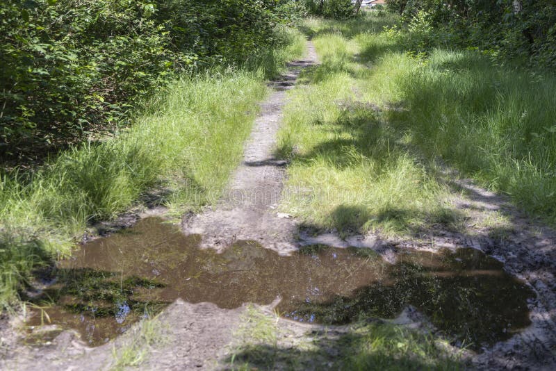Forest nature landscape stock image. Image of walking - 359666001