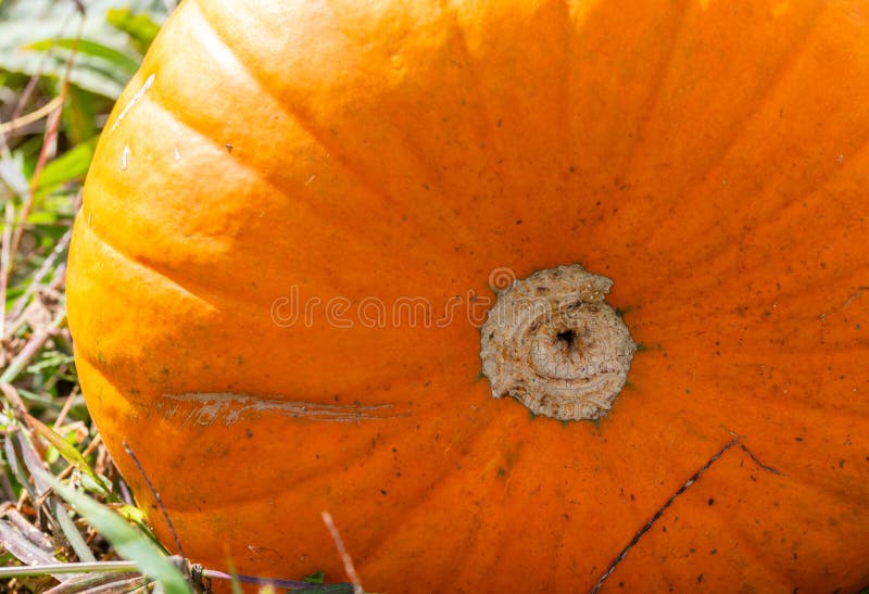 Fresh Pumpkin in a Pumpkin Patch on a Farm Close Up, Bottom of Pumpkin ...