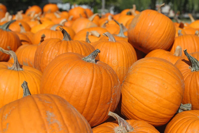 FRESH PUMPKINS stock image. Image of crops, bright, nature - 26835157