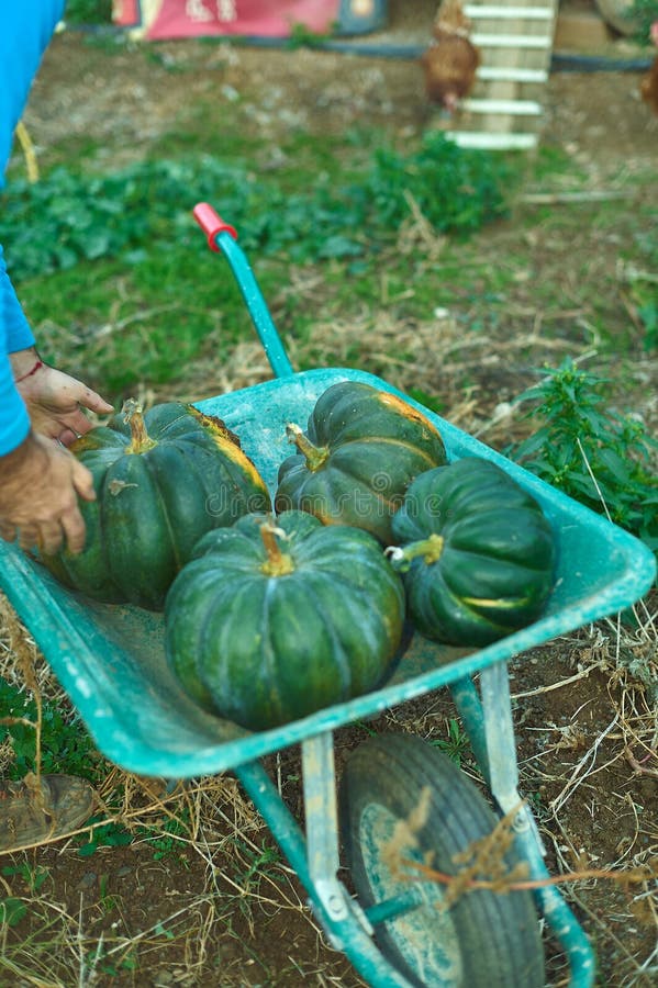 Farm Fresh Pumpkins in Wheelbarrow Stock Photo - Image of minerals ... Farm Fresh Pumpkins in Wheelbarrow Stock Photo - Image of minerals ...