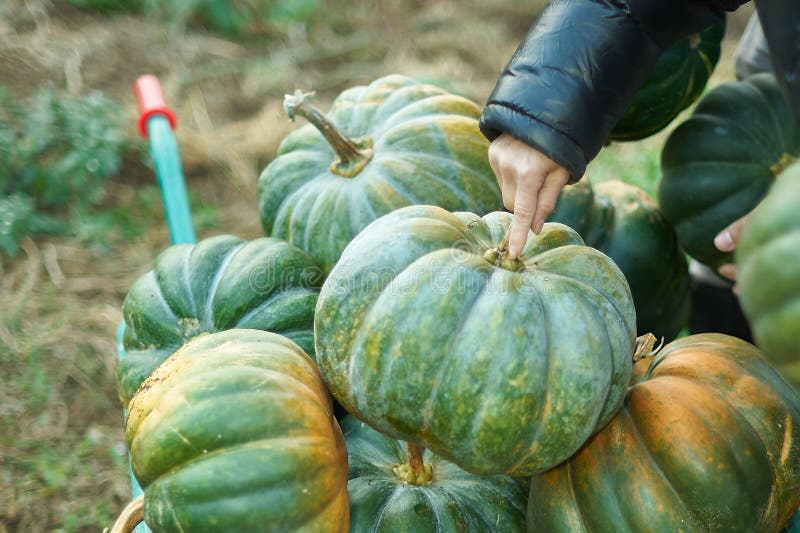 Farm Pumpkins in Wheelbarrow Stock Photo - Image of vegetables, autumn ... Farm Pumpkins in Wheelbarrow Stock Photo - Image of vegetables, autumn ...