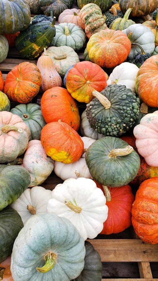 Fresh Pumpkins for Halloween of Various Varieties on the Market Counter ...