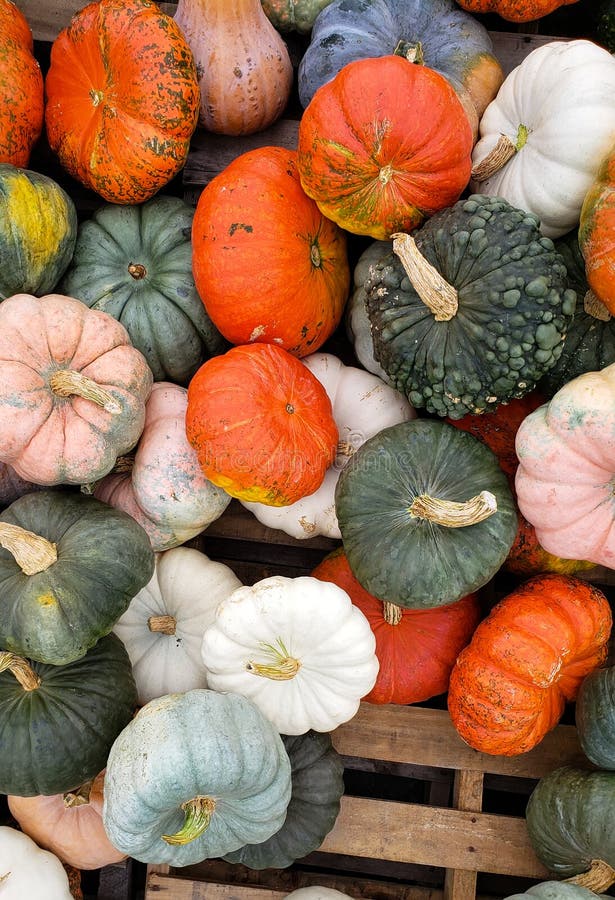 Fresh Pumpkins for Halloween of Various Varieties on the Market Counter ...