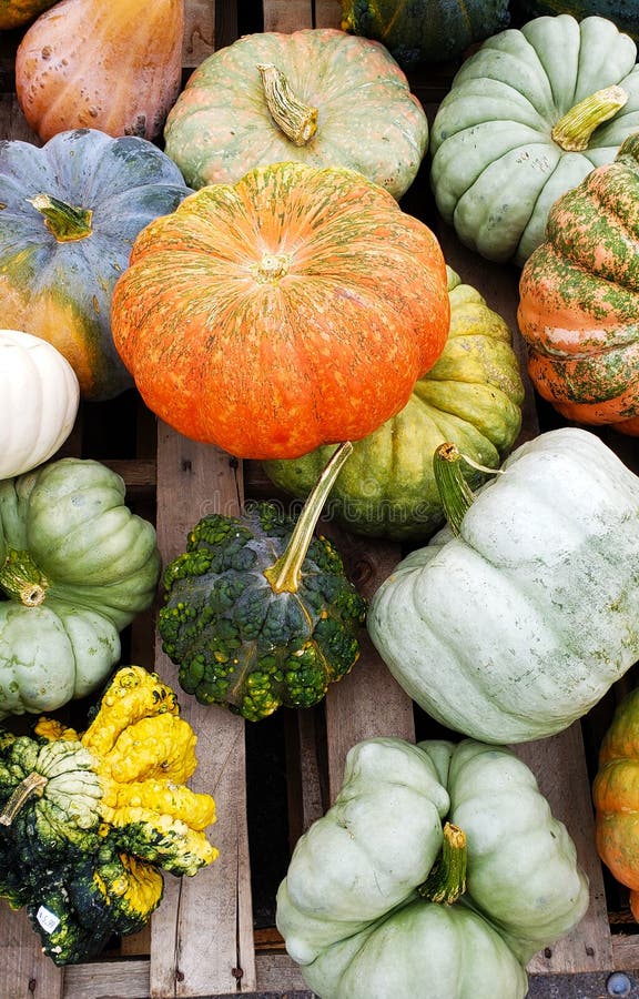 Fresh Pumpkins for Halloween of Various Varieties on the Market Counter ...
